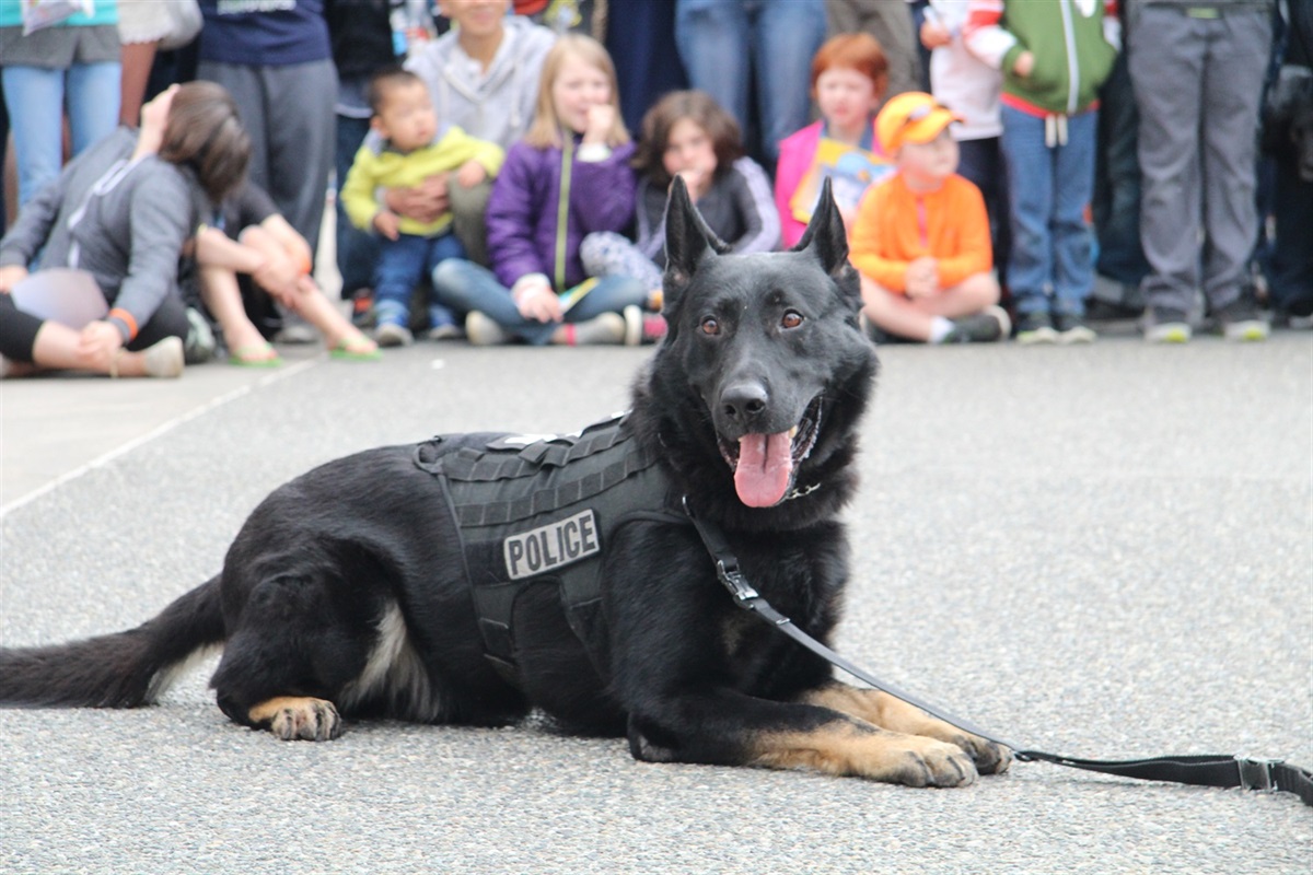 Are Drug Dogs Trained To A Federal Standard