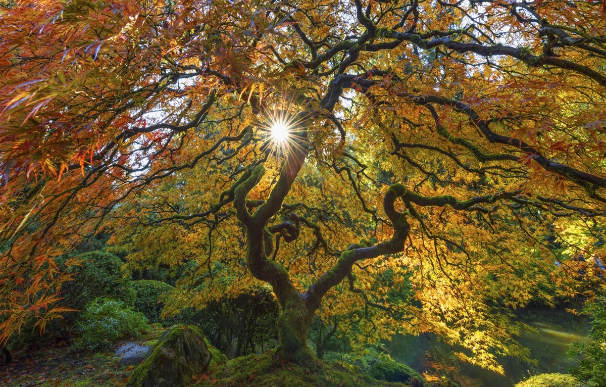 Tree Voucher Program – City of Lynnwood